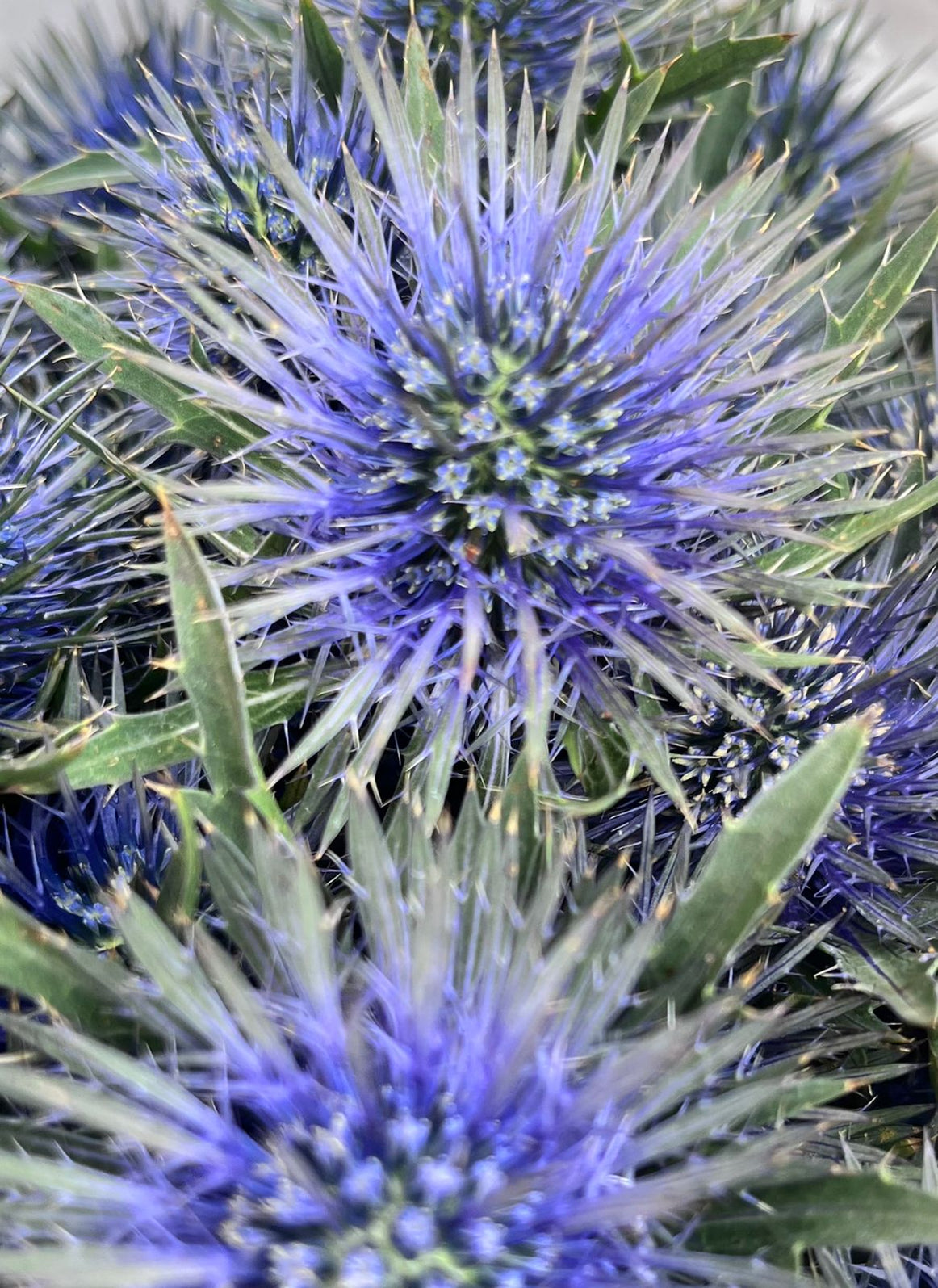 Florette's Flower Market