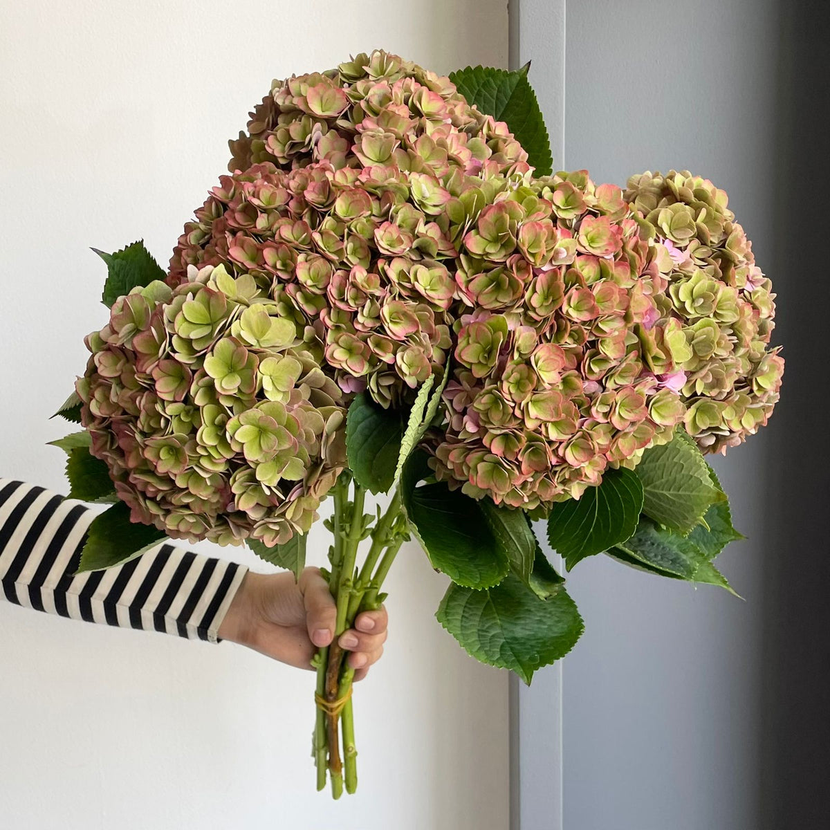 Hydrangeas - Royal Anastasia Classic